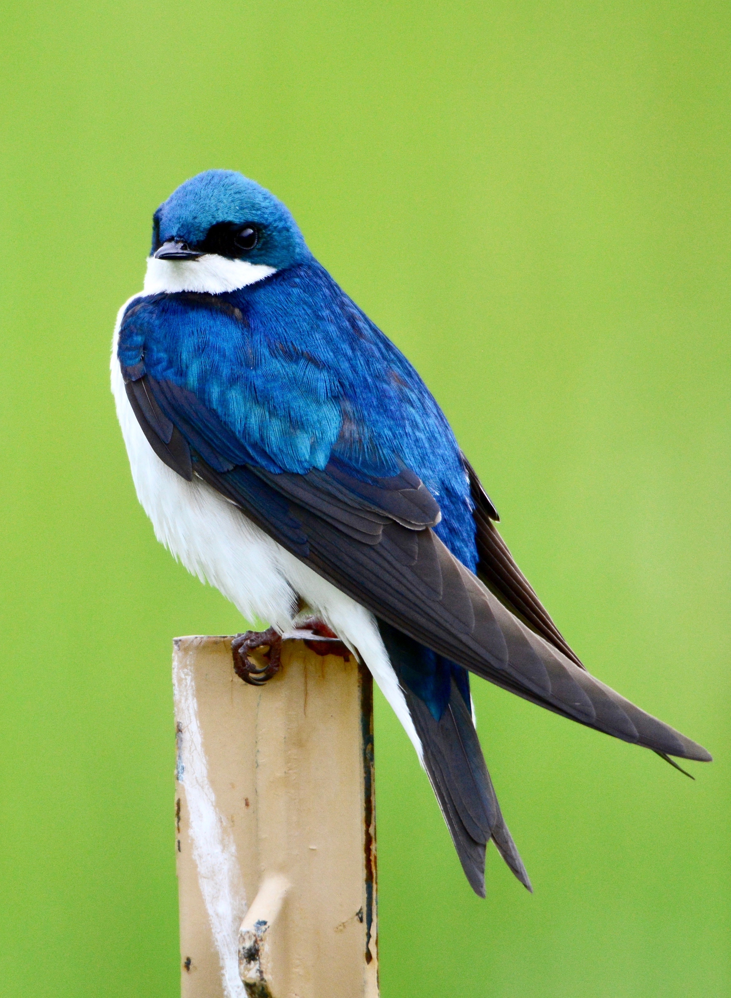 Tree Swallow (Tachycineta bicolor) :: BirdWeather